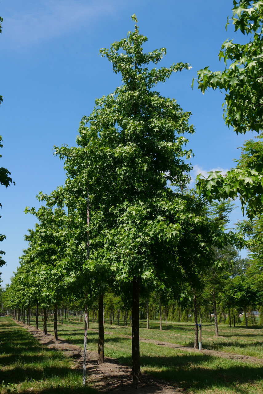 Liquidambar styraciflua | Amberboom - Van den Berk Boomkwekerijen